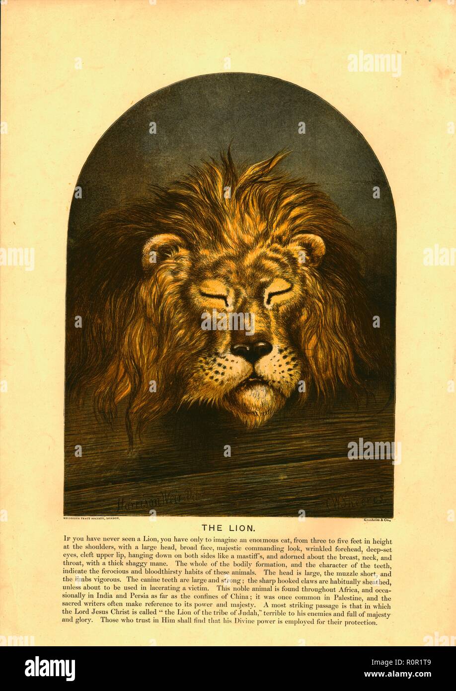 'The Lion' Creator: C Sheeres Stock Photo - Alamy