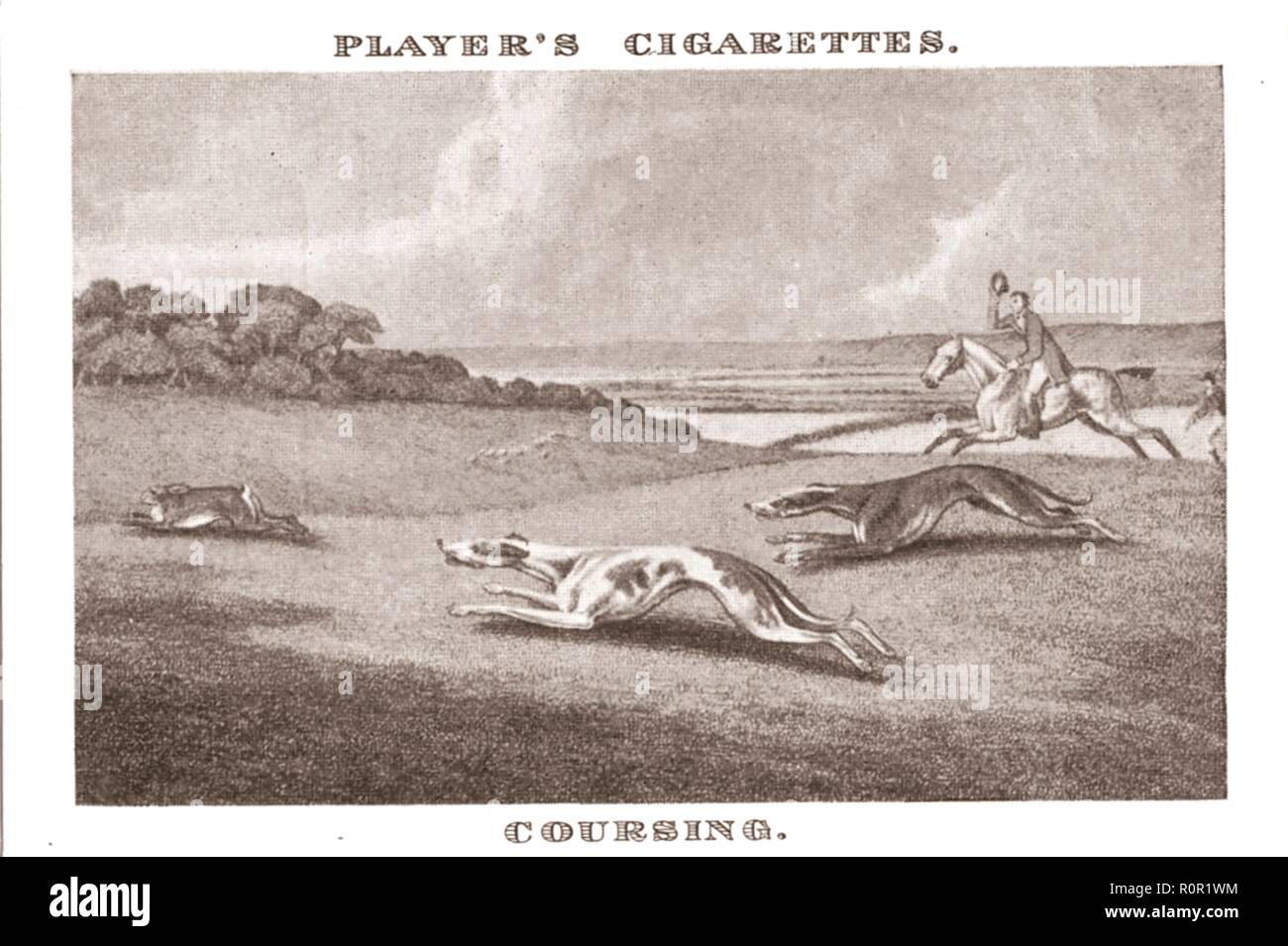 Coursing dogs hi-res stock photography and images - Alamy