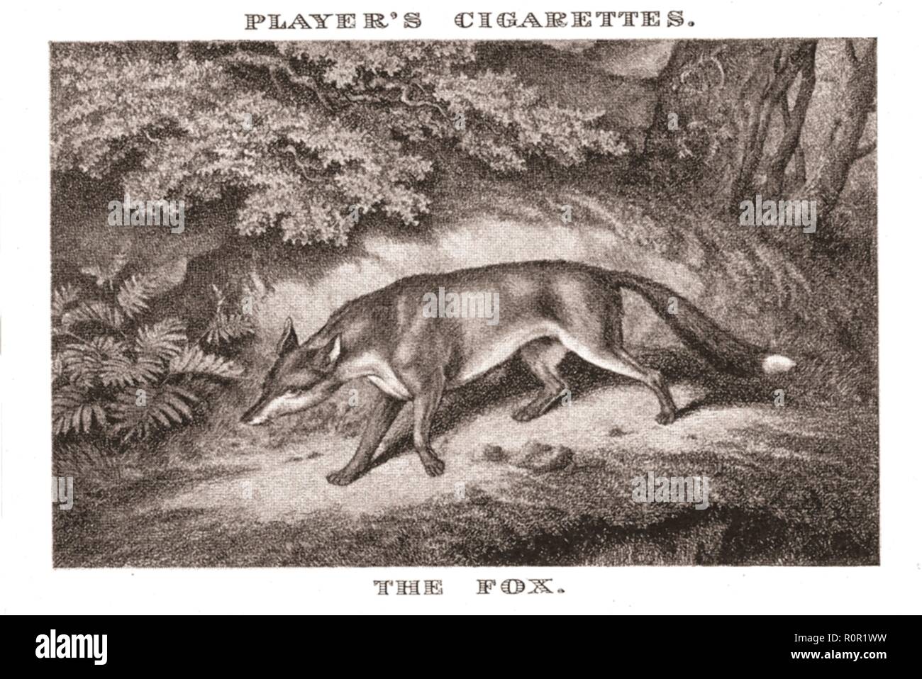 'The Fox', (1924). Creator: Unknown Stock Photo - Alamy