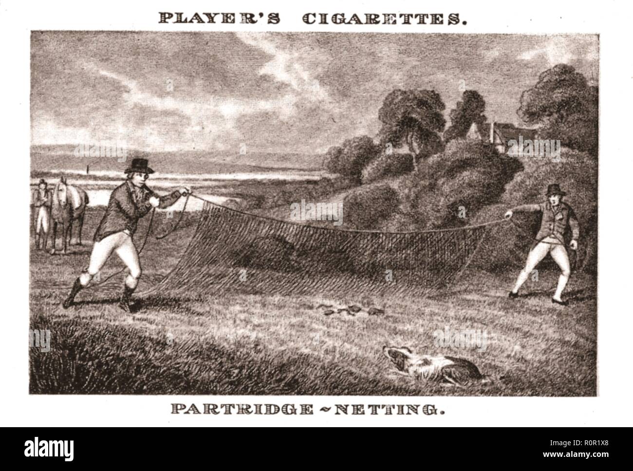 'Partridge-Netting', (1924). Creator: Unknown Stock Photo - Alamy