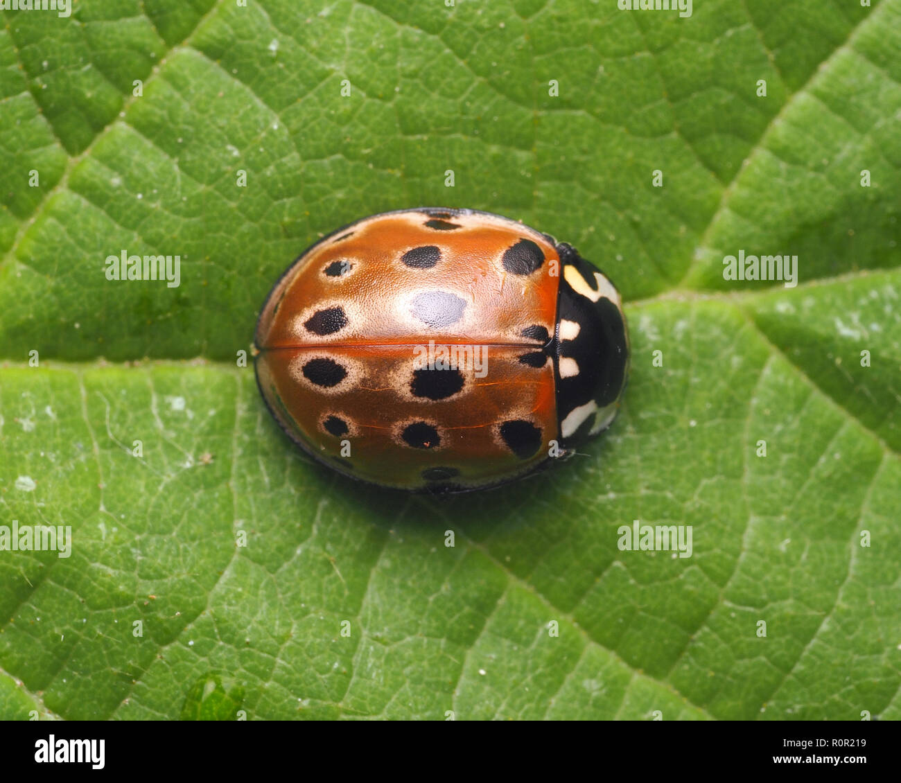 Dorsal view of Eyed Ladybird (Anatis ocellata) on plant leaf. Tipperary ...