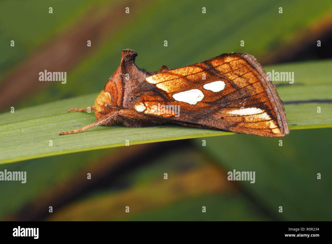 Gold Spot Moth (Plusia festucae) perched on grass. Tipperary, Ireland ...