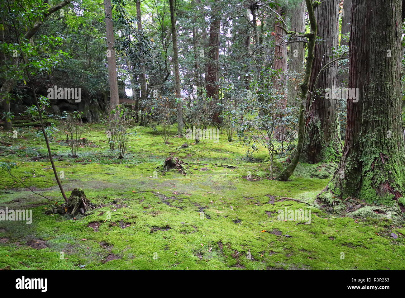 Green moss forest background Stock Photo - Alamy
