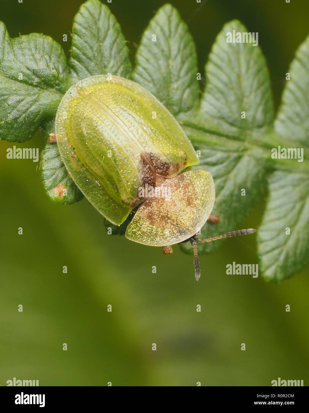 Cassida Rubiginosa High Resolution Stock Photography and Images - Alamy