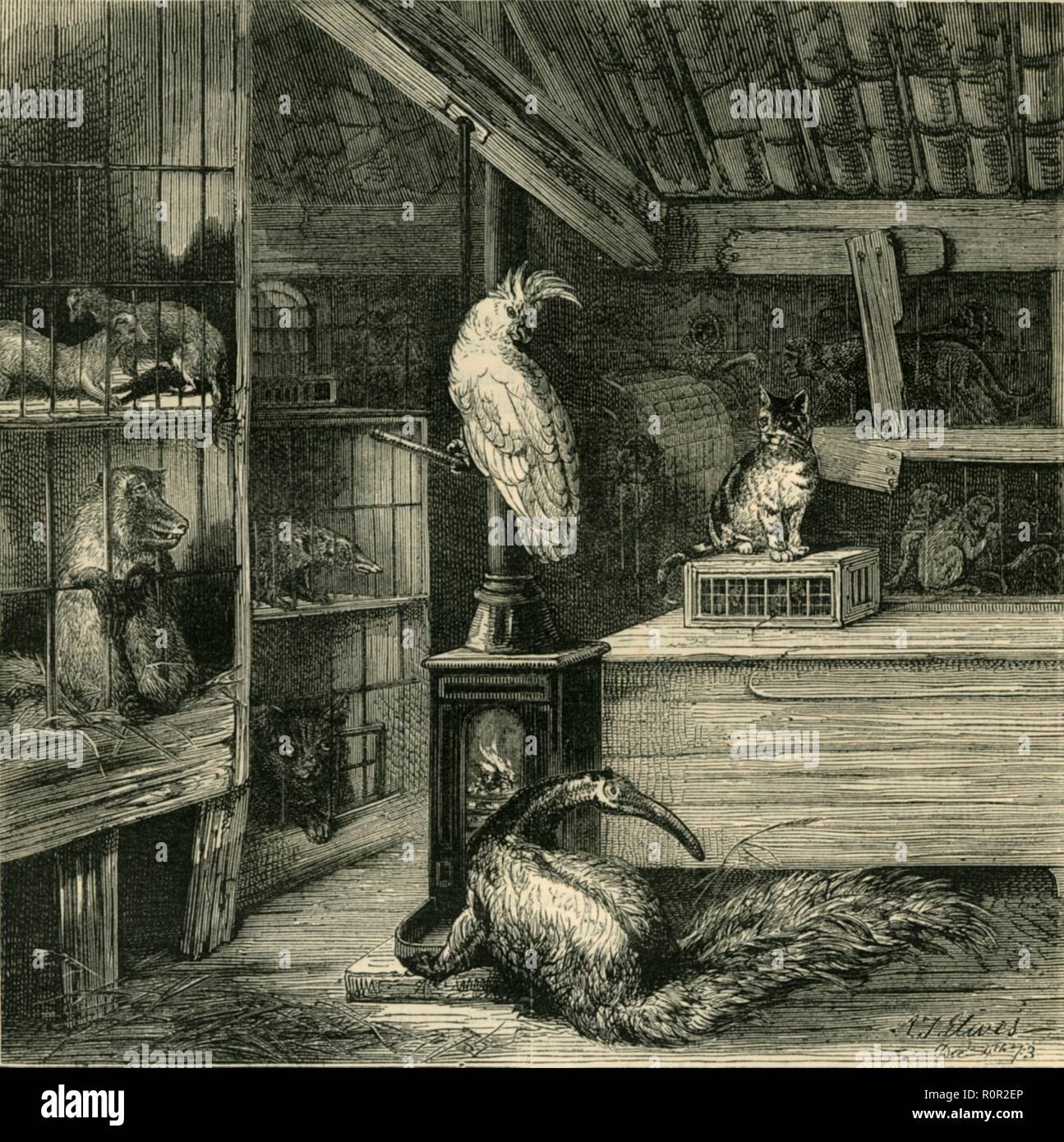 Wild beast hi-res stock photography and images - Alamy