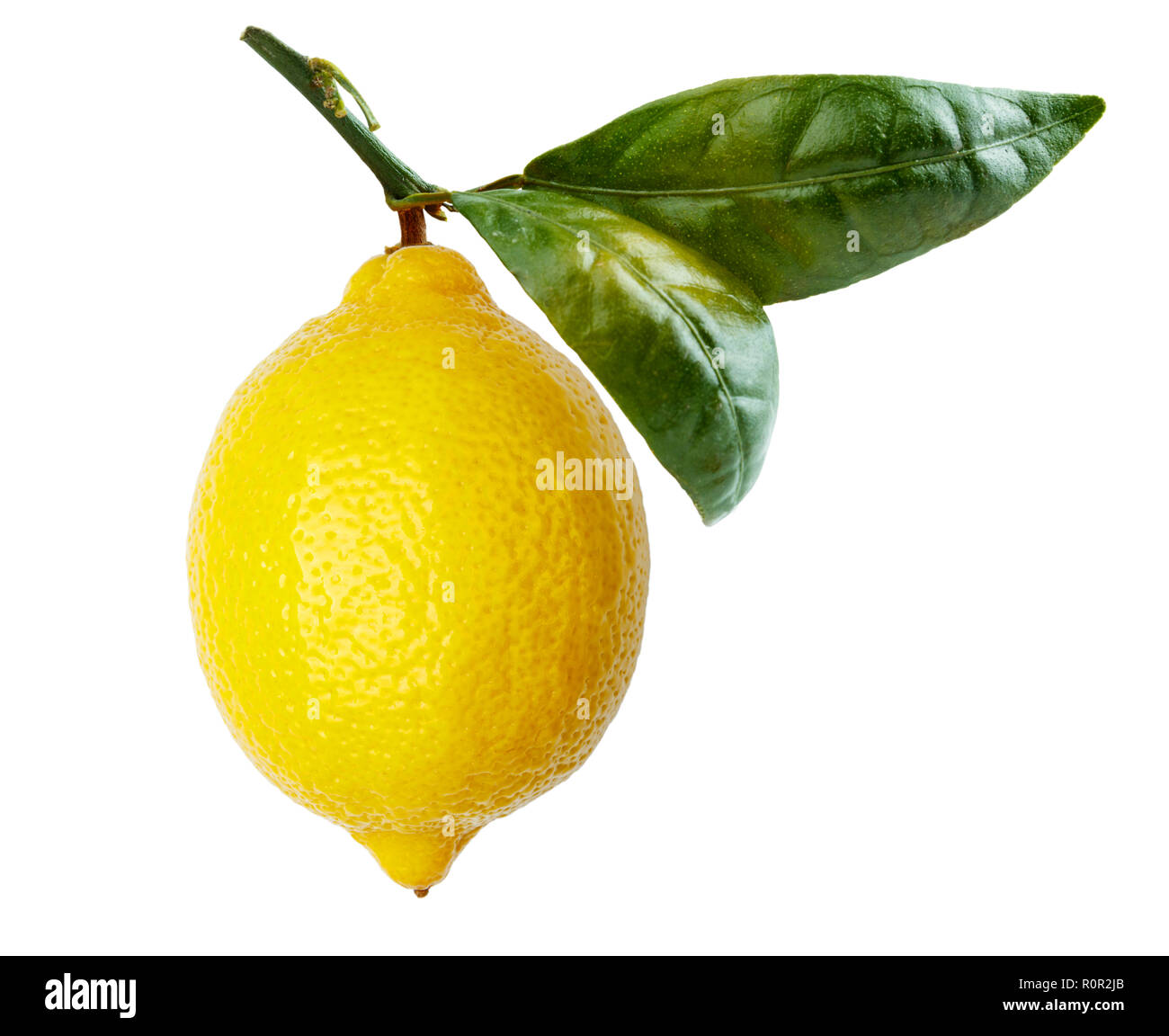 Single yellow lemon, with a stem and leaf attached, shot on a white ...