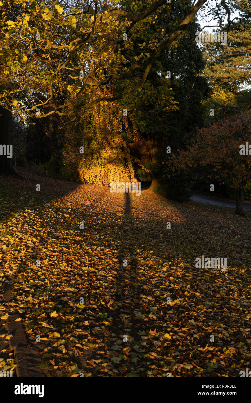 Long shadows cast on grass hi-res stock photography and images - Alamy