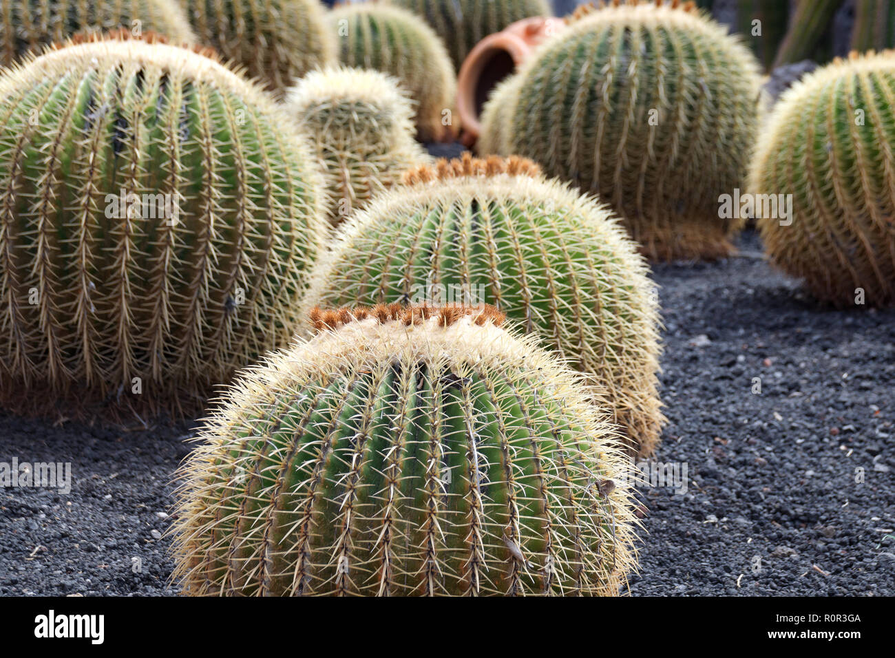 Spherical cactus plants Stock Photo - Alamy