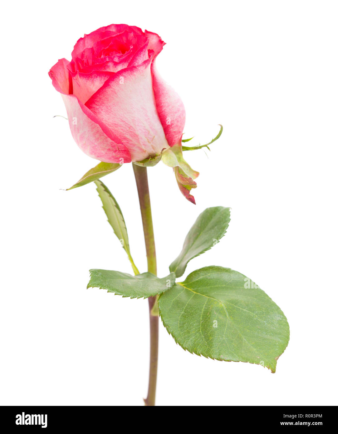 single pink variegated rose isolated on white background Stock Photo ...