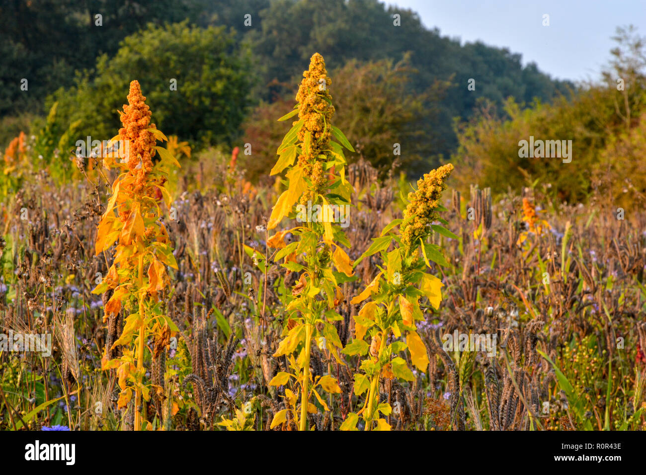 Countryside flowers hi-res stock photography and images - Alamy
