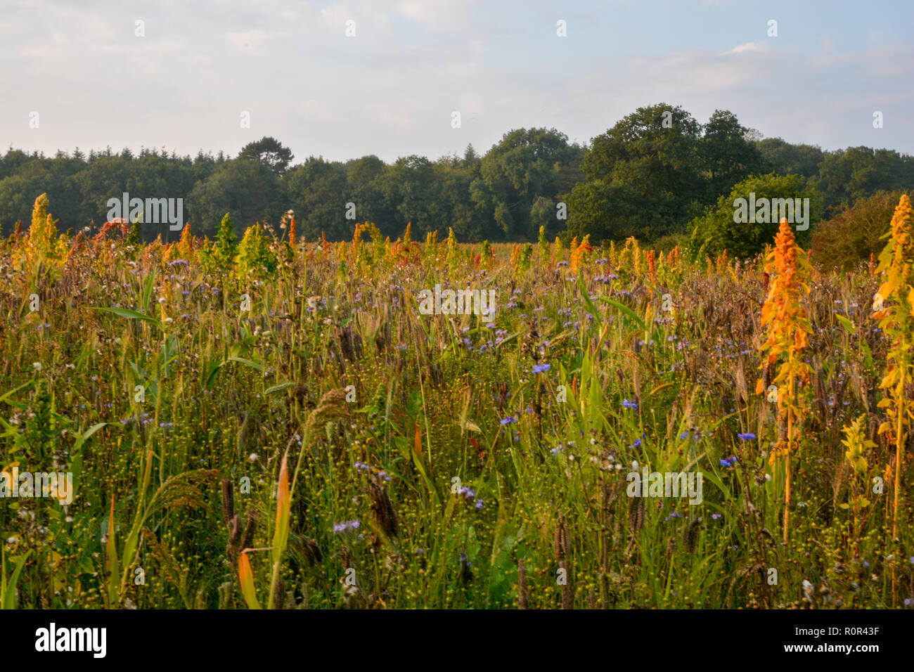 Countryside flowers hi-res stock photography and images - Alamy