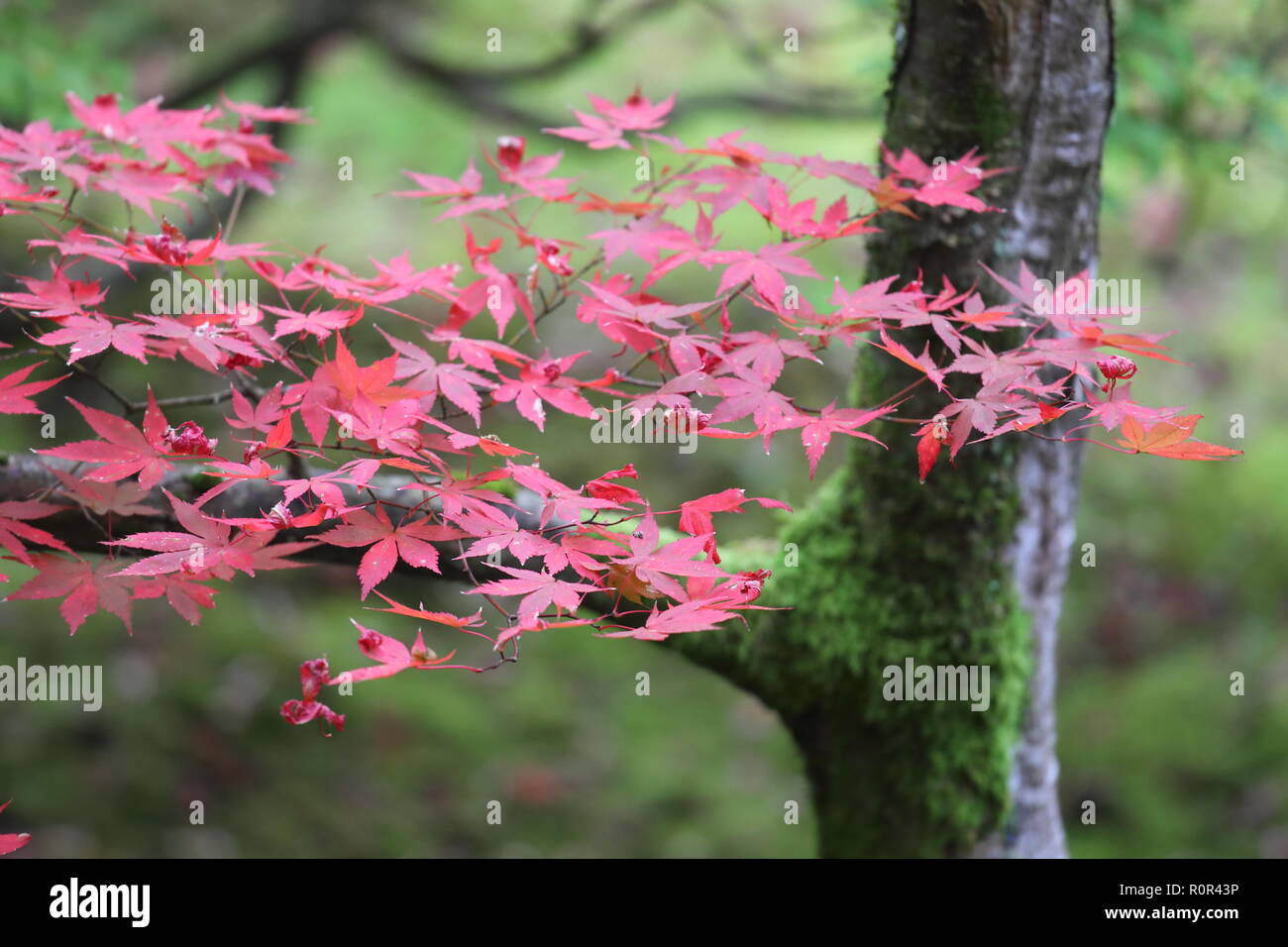 Japanese Autumn leaves Kanazawa Japan Stock Photo - Alamy