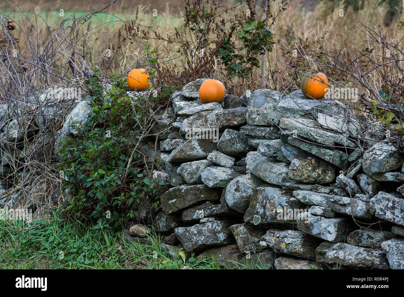 Rustic New England stone wall with pumpkins Stock Photo - Alamy