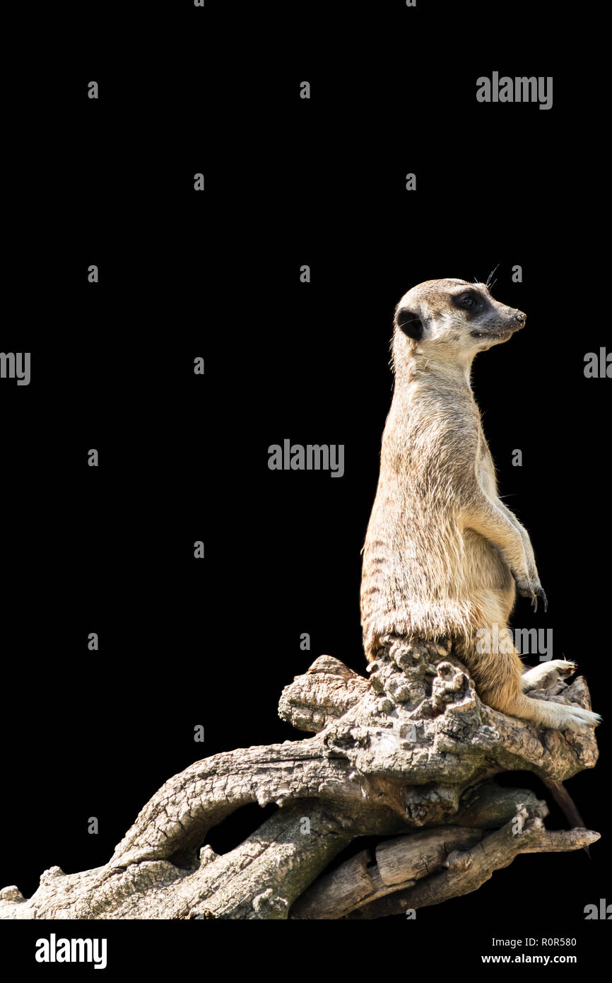 Funny Meerkat High Resolution Stock Photography and Images - Alamy