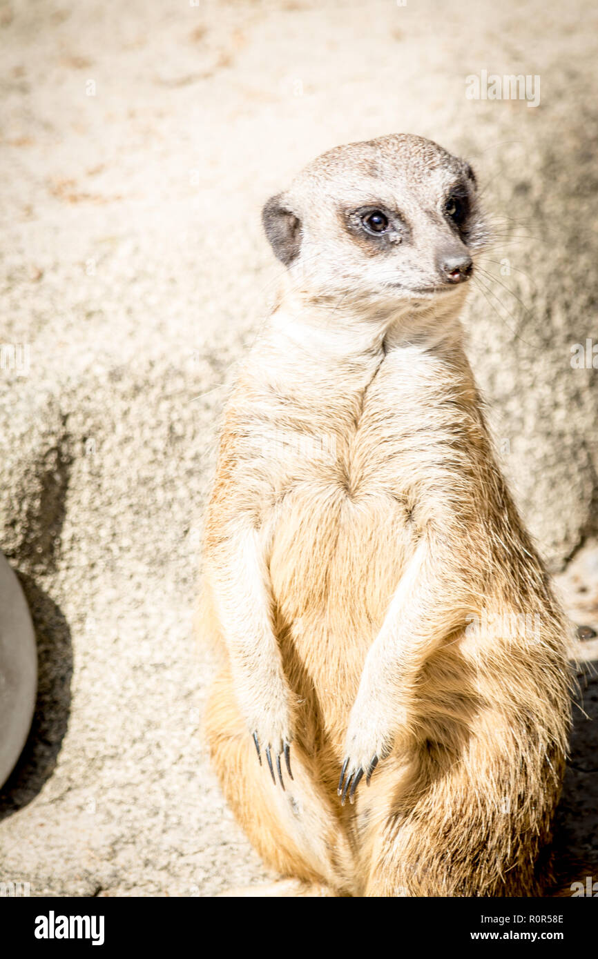 Meerkat with a funny expression close-up in nature Stock Photo - Alamy