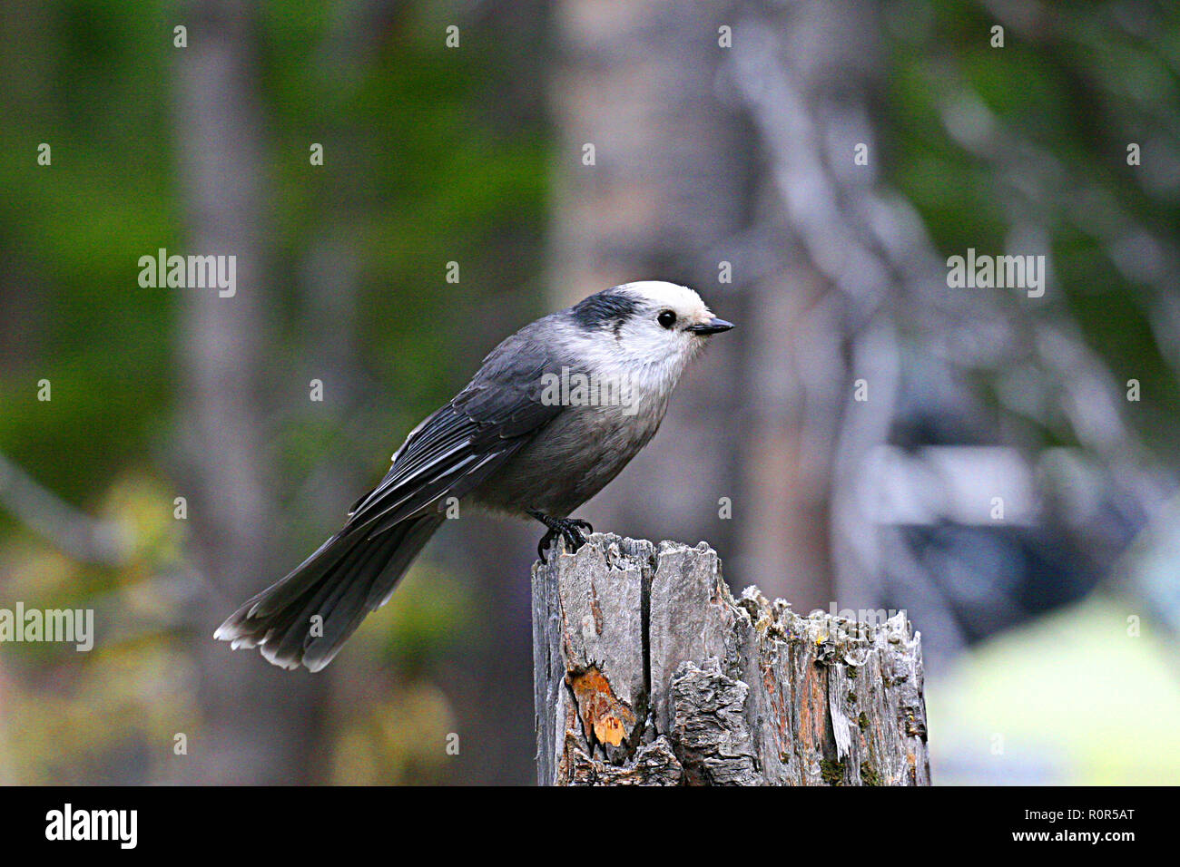 Perisoreus canadensis hi-res stock photography and images - Alamy
