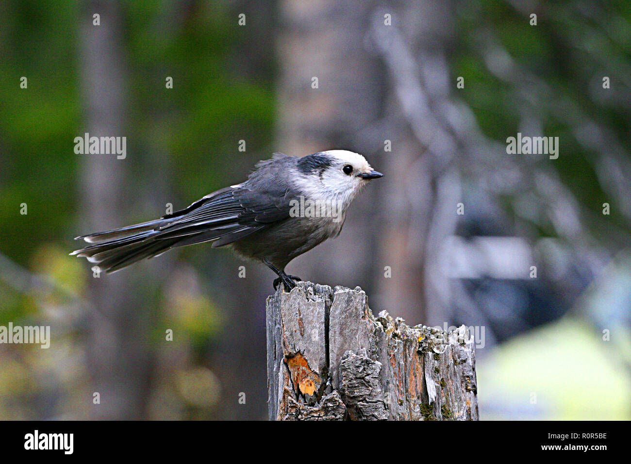 GRAY JAY, perisoreus canadensis, Birds of North America Stock Photo - Alamy
