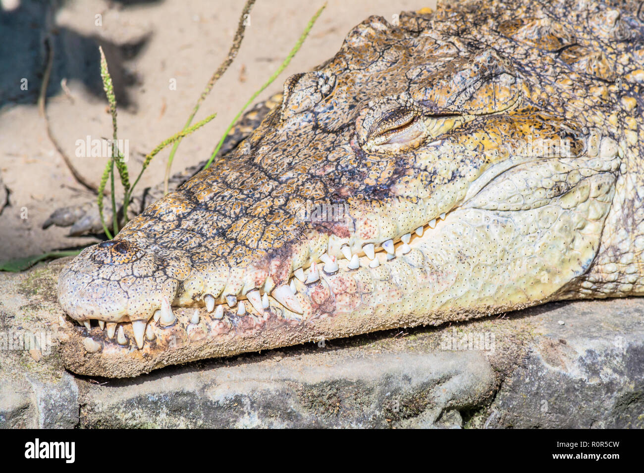 Head of crocodile with huge sharp teeth close-up Stock Photo - Alamy