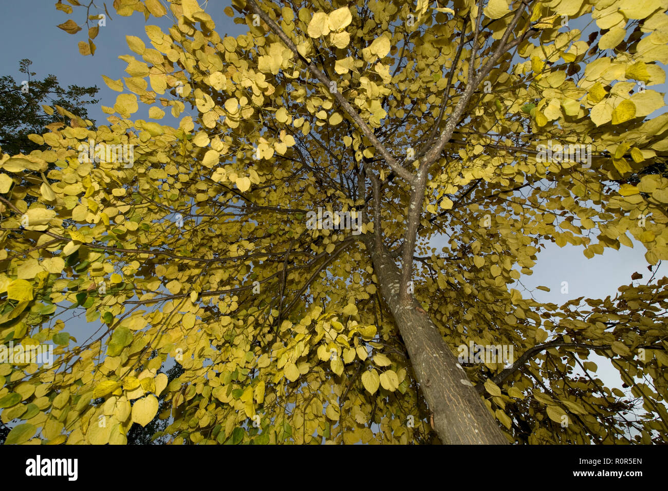 Plant, mosses, green, algae, living, algae, fungi, sunlight, life ...
