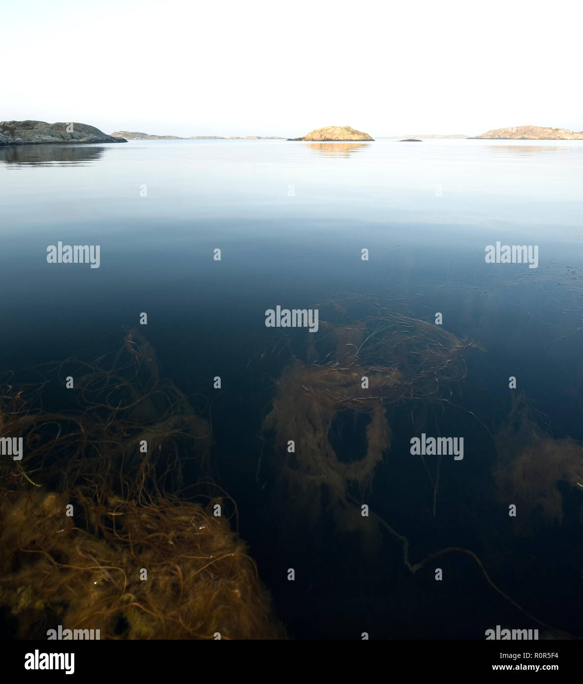 Marine, life, sea, life, ocean, plants, animals, organisms, salt, water ...