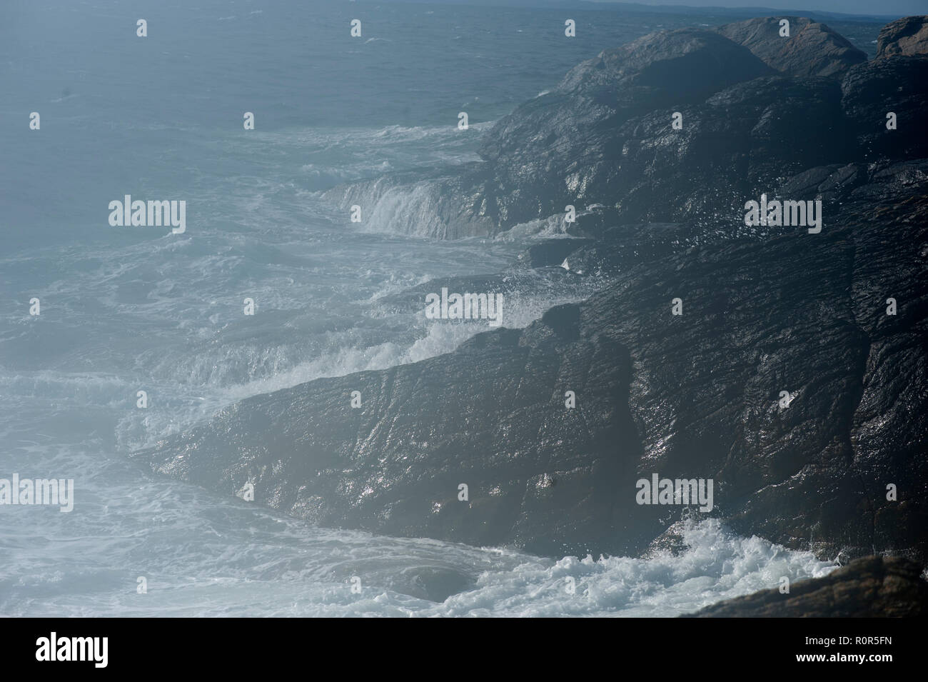 Marine, life, sea, life, ocean, plants, animals, organisms, salt, water ...