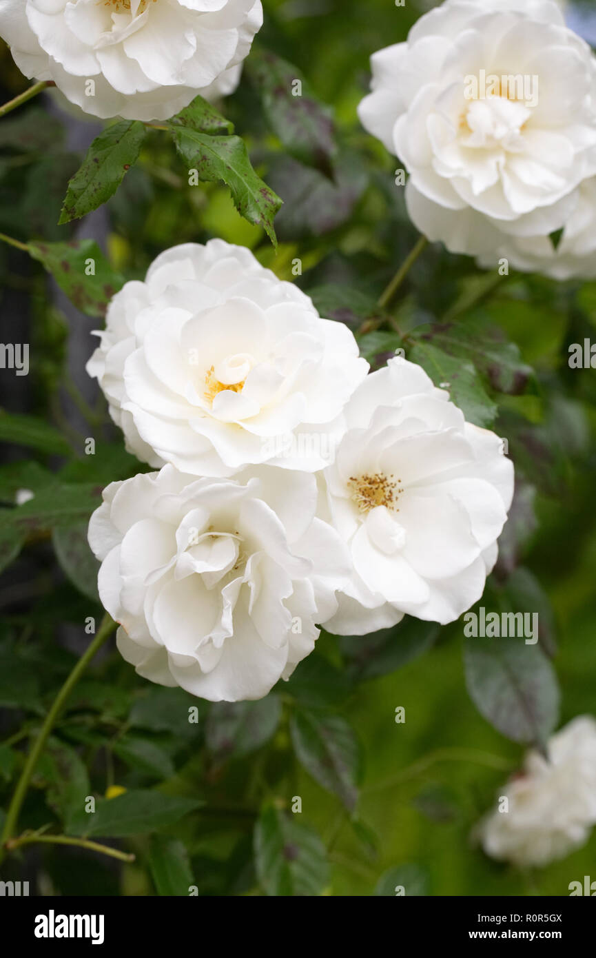 Roses garden climbing hi-res stock photography and images - Alamy