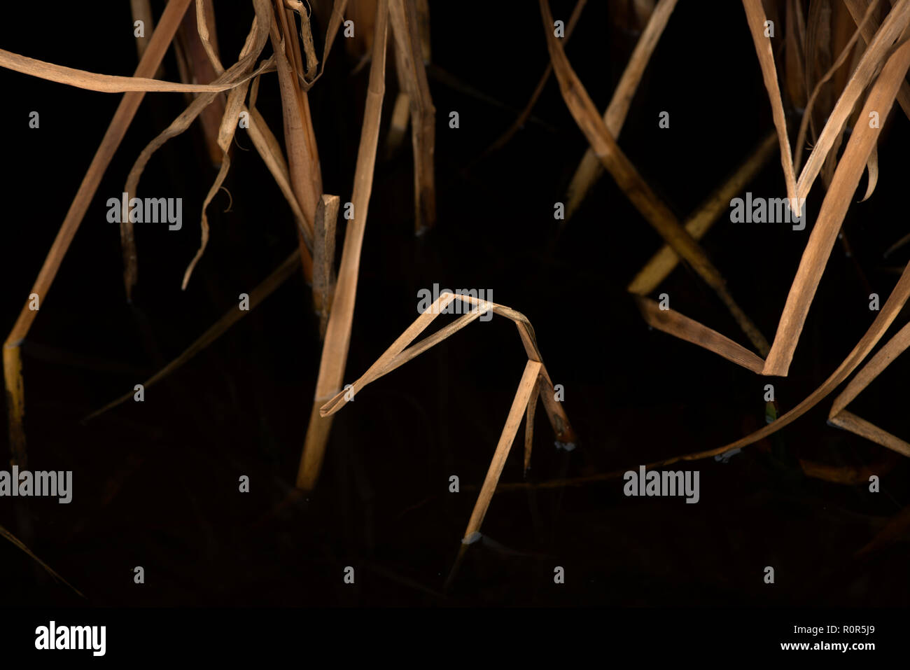 Poaceae or Gramineae is a large and nearly ubiquitous family of ...