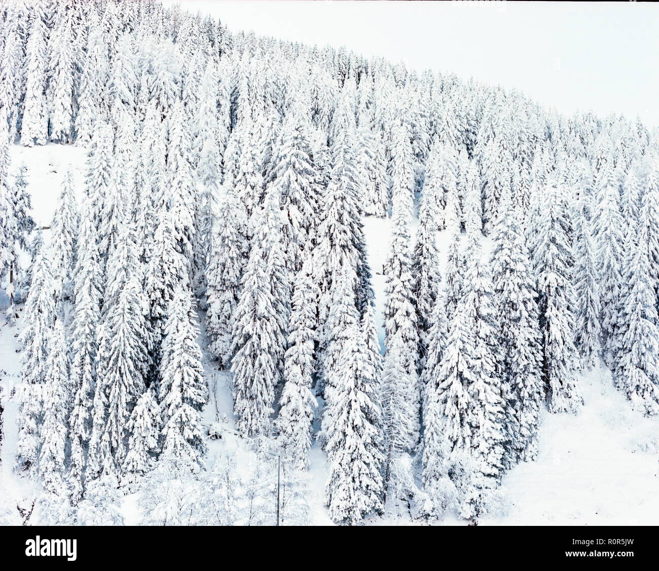 Snowy winter forest scene Stock Photo - Alamy
