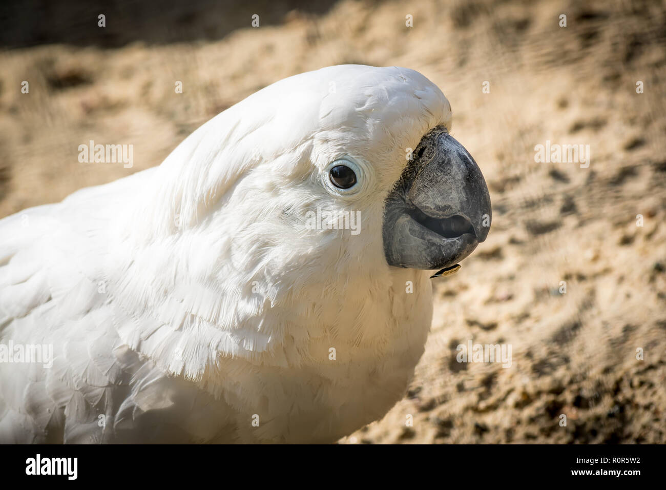 White parrot cockatoo with a cheerful mood close-up. Sulphur-crested ...