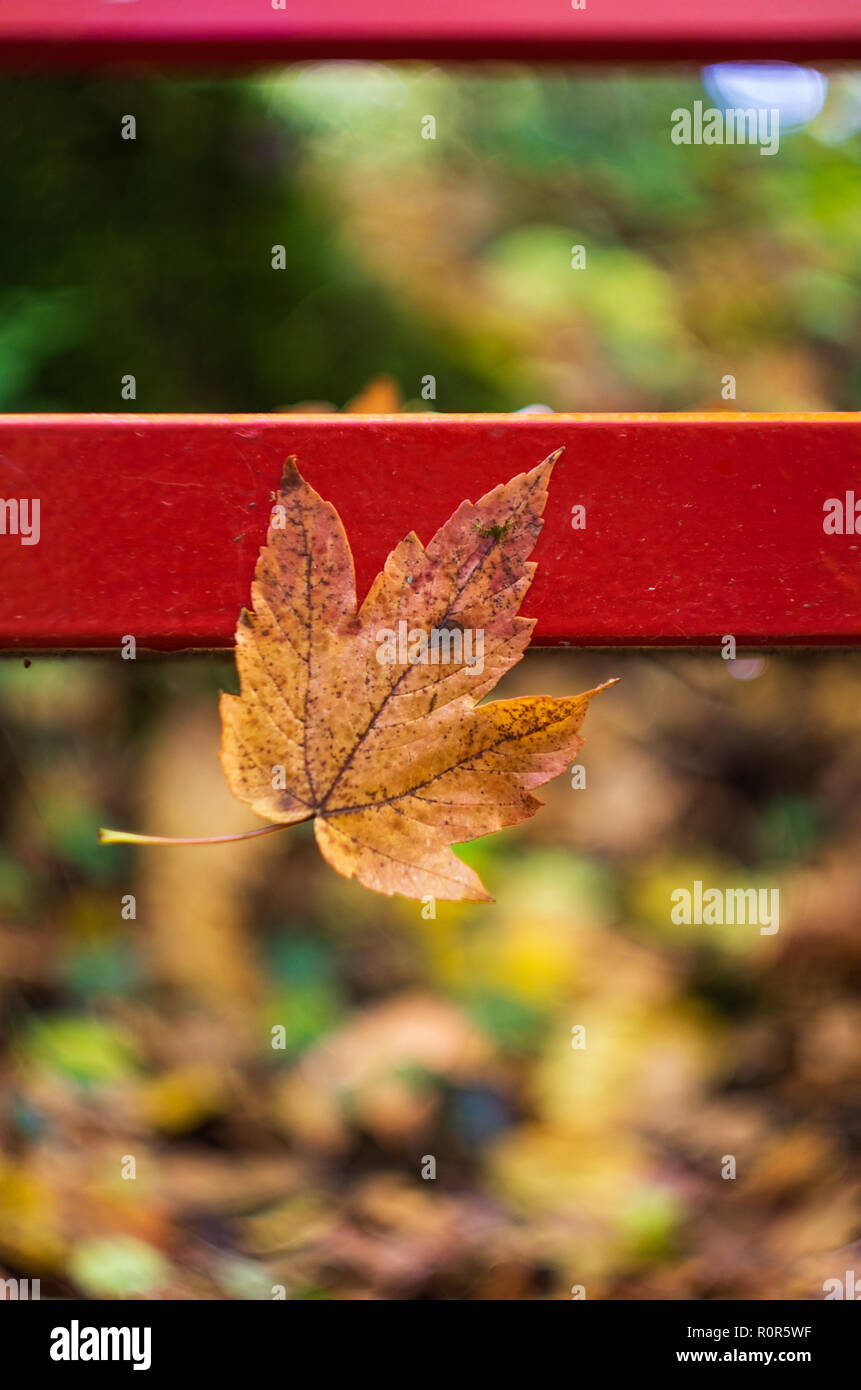 Maple leaf in autumn on against a park bench Stock Photo - Alamy