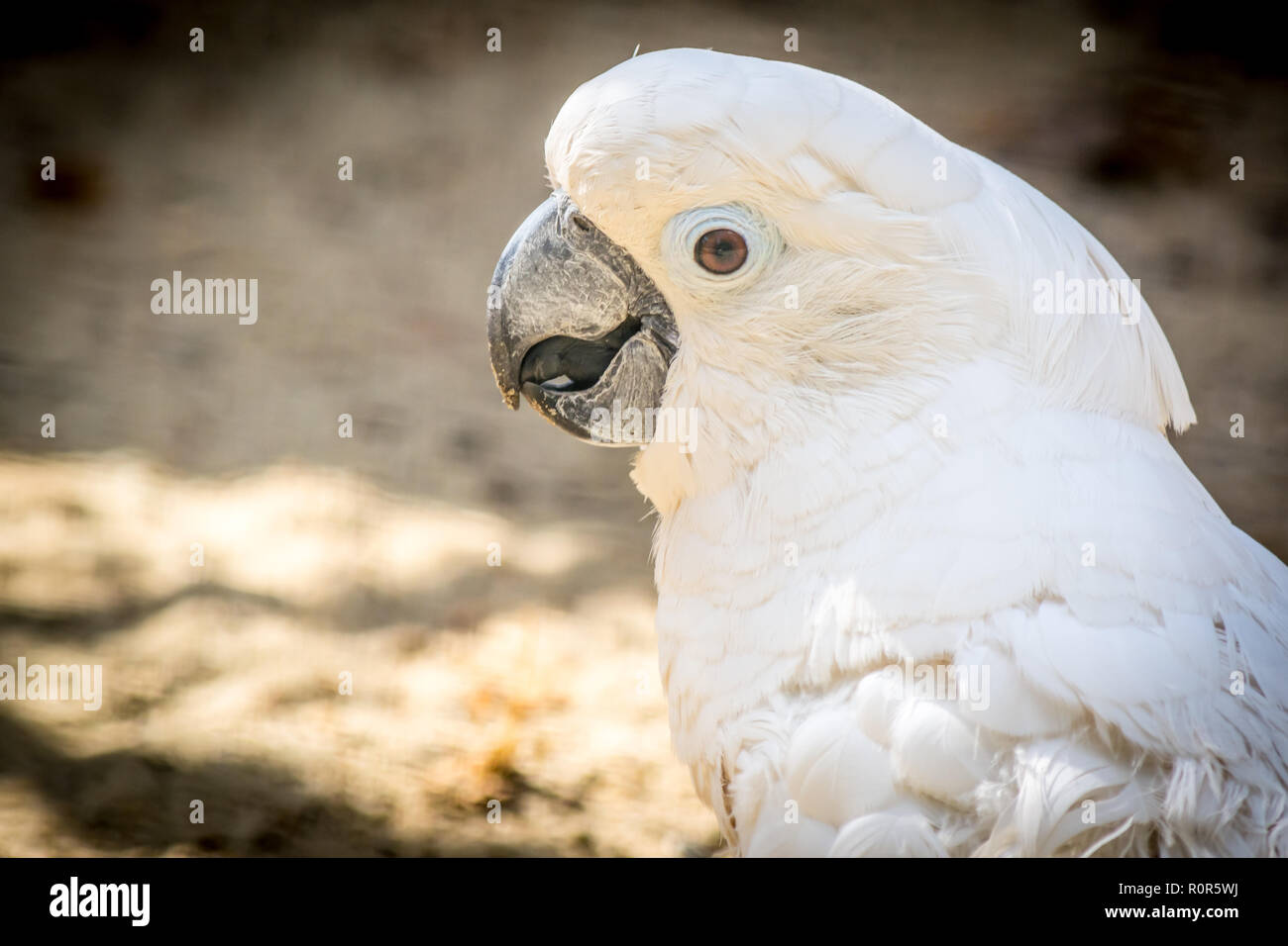 White parrot cockatoo with a cheerful mood close-up. Sulphur-crested ...