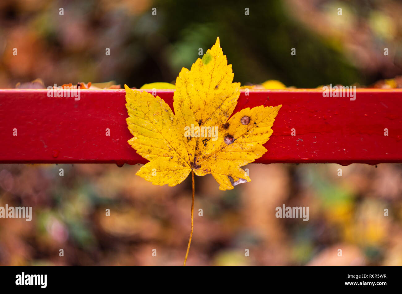 Maple leaf in autumn on against a park bench Stock Photo - Alamy
