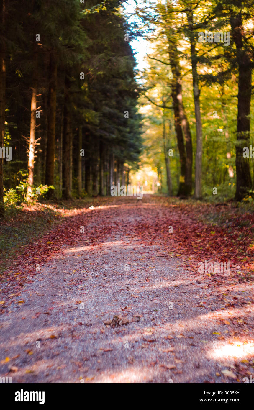 Forest pathway in autumn, foliage Stock Photo - Alamy