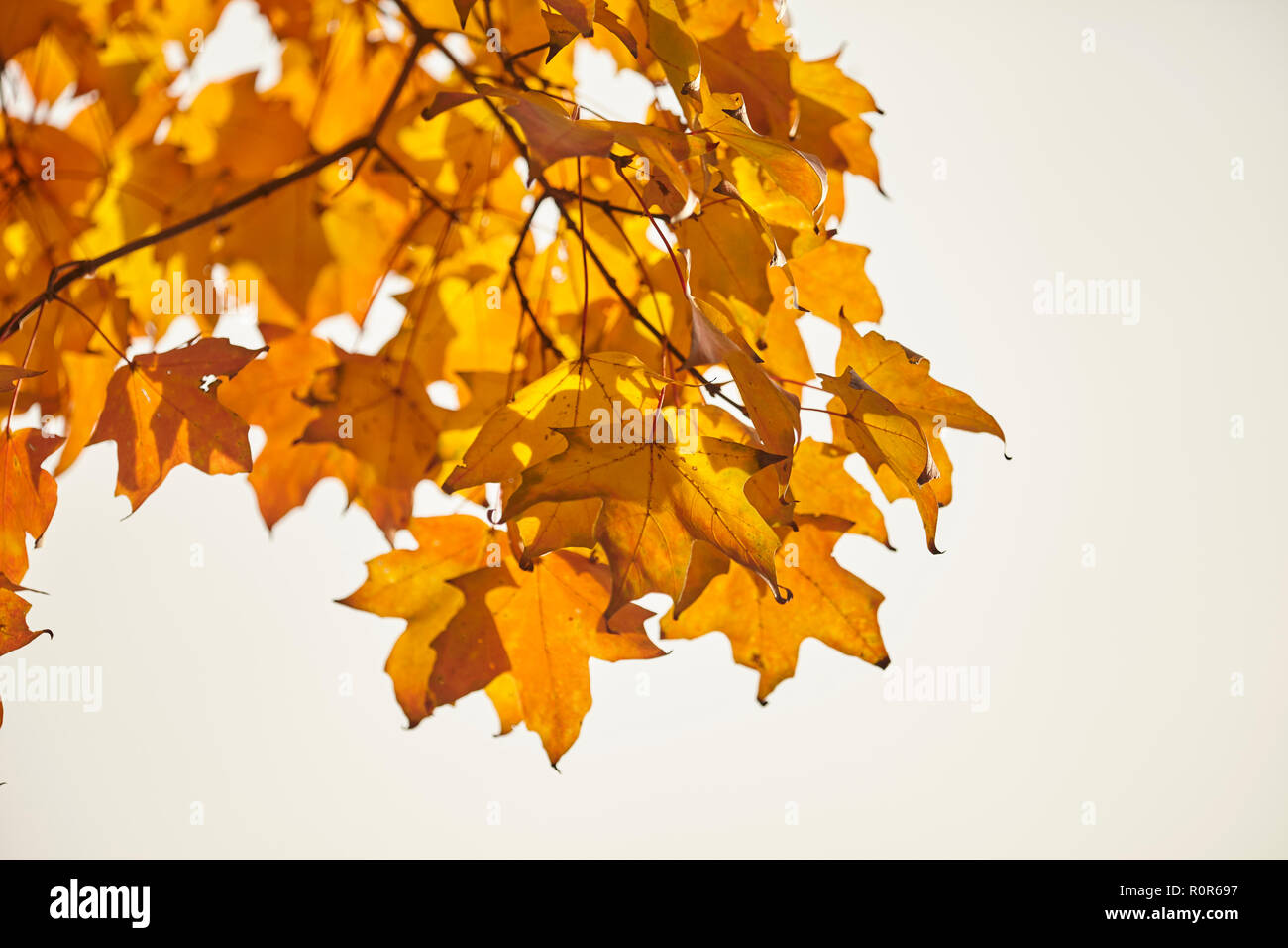 Maple trees showing their fall colors, Pennsylvania Dutch Country ...