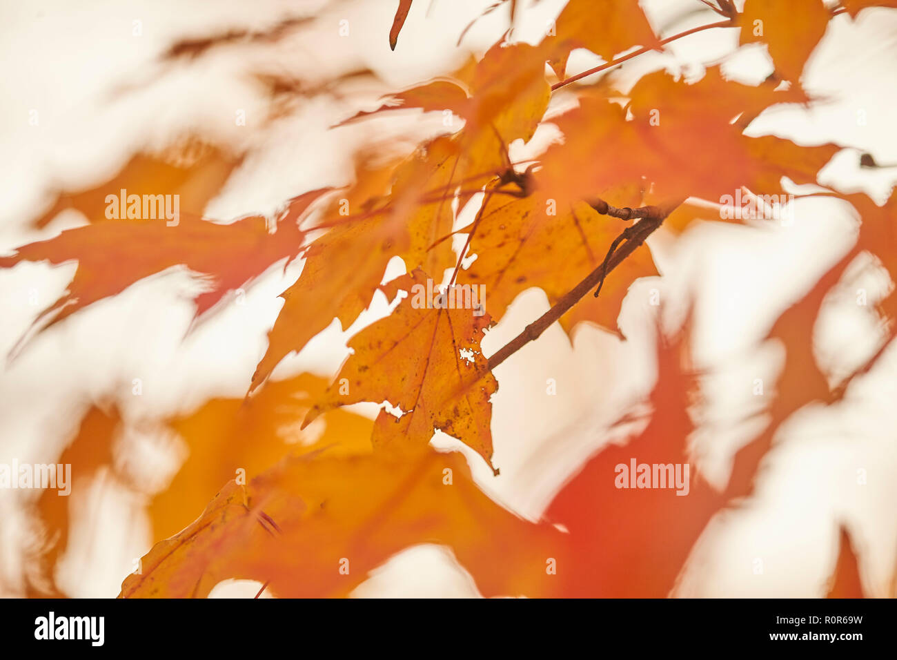 Maple trees showing their fall colors, Pennsylvania Dutch Country ...