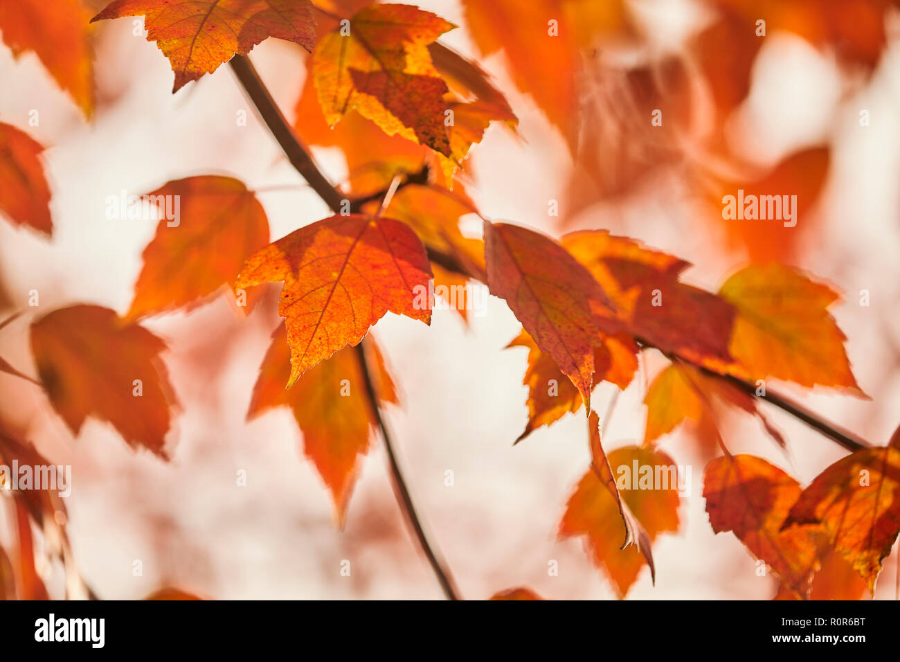 Tulip Tree leaves changing color in Autumn, Amish Country, Lancaster ...