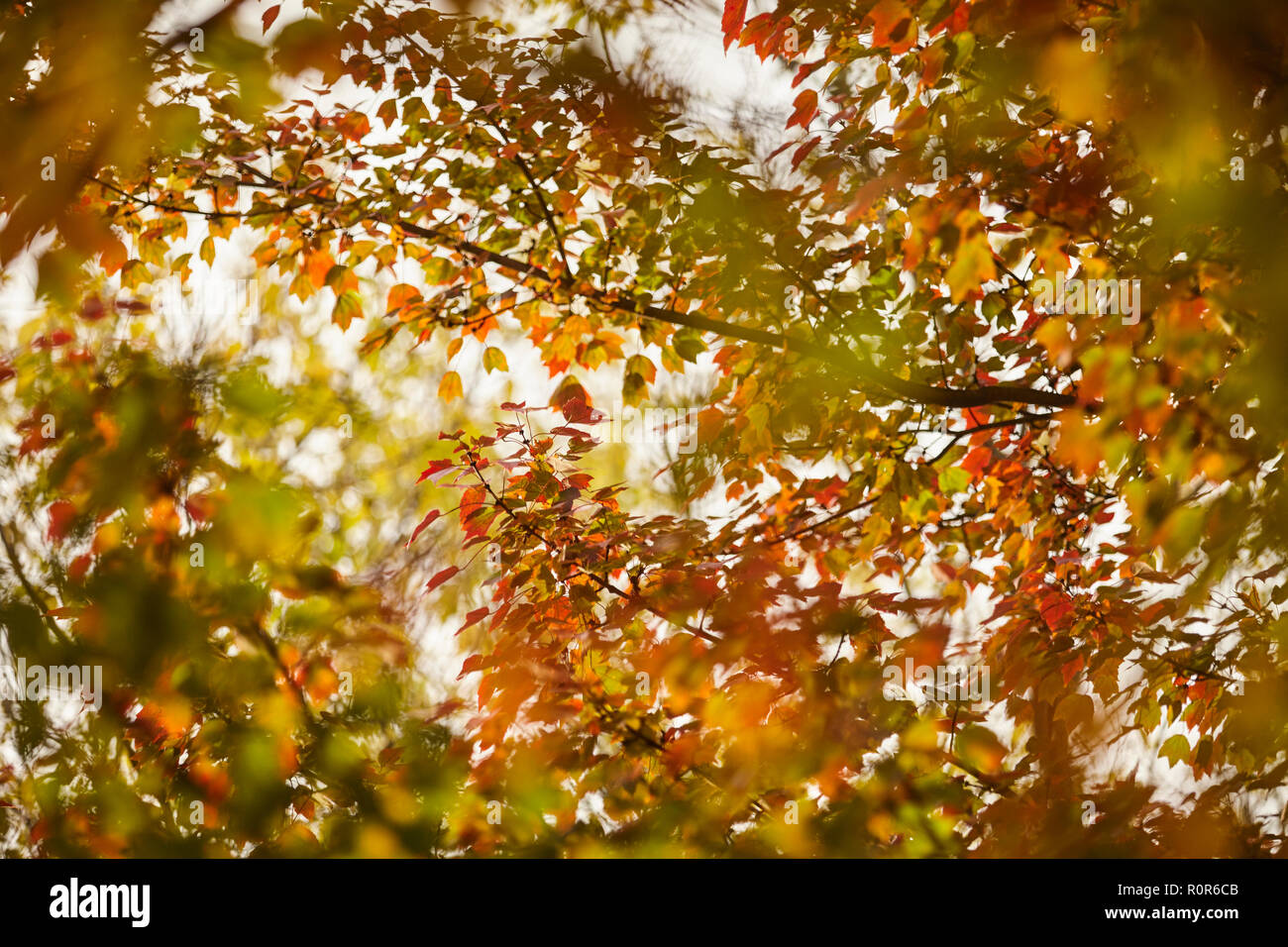 Trees showing their fall color, Lancaster County, Pennsylvania, USA ...
