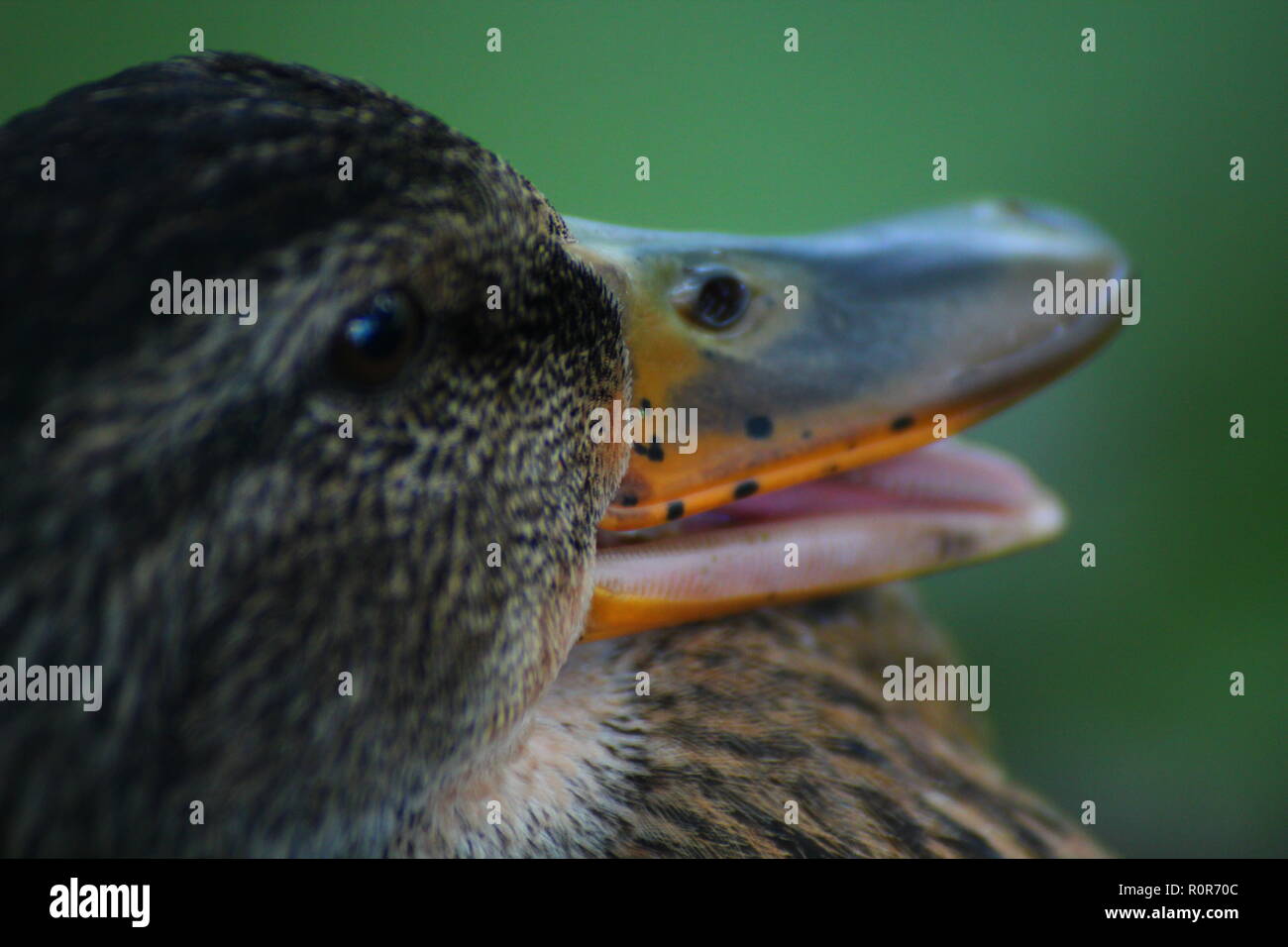 duck close up Stock Photo - Alamy