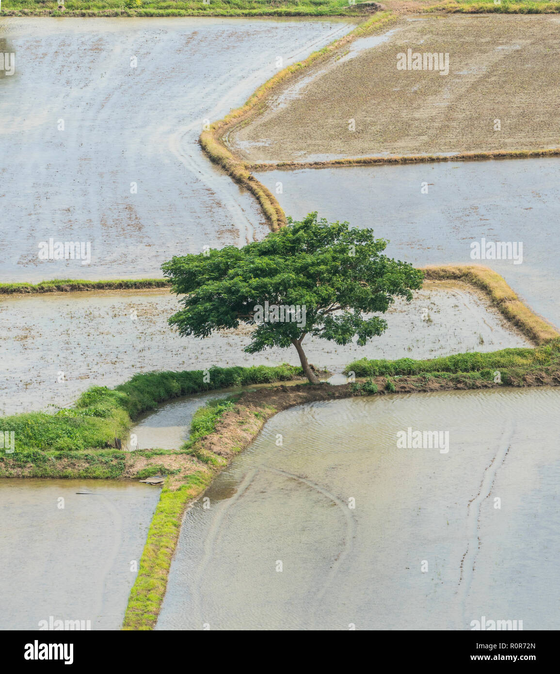 Rice cultivation in paddy fields hi-res stock photography and images ...