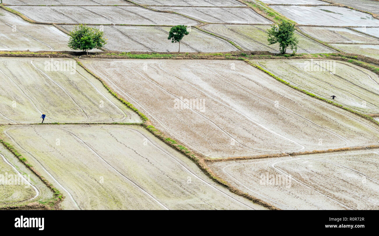 Paddy rice plantation fields hi-res stock photography and images - Alamy