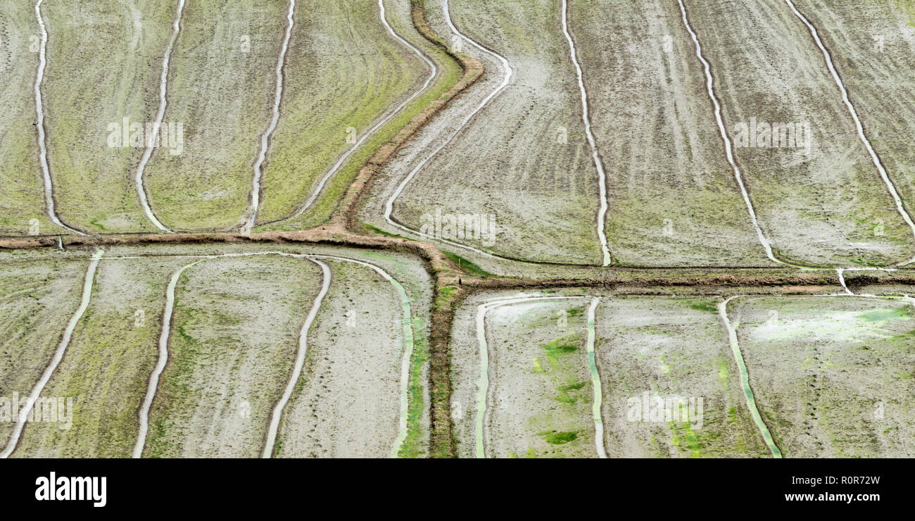 Rice cultivation in paddy fields hi-res stock photography and images ...