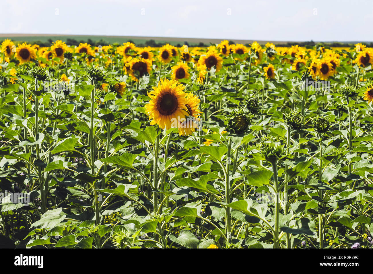 Big sunflower field Stock Photo - Alamy