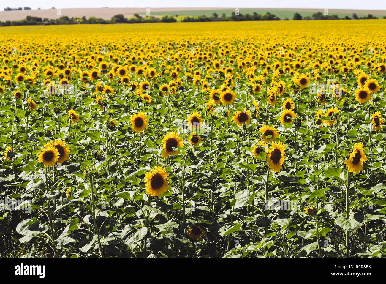 Big sunflower field Stock Photo - Alamy
