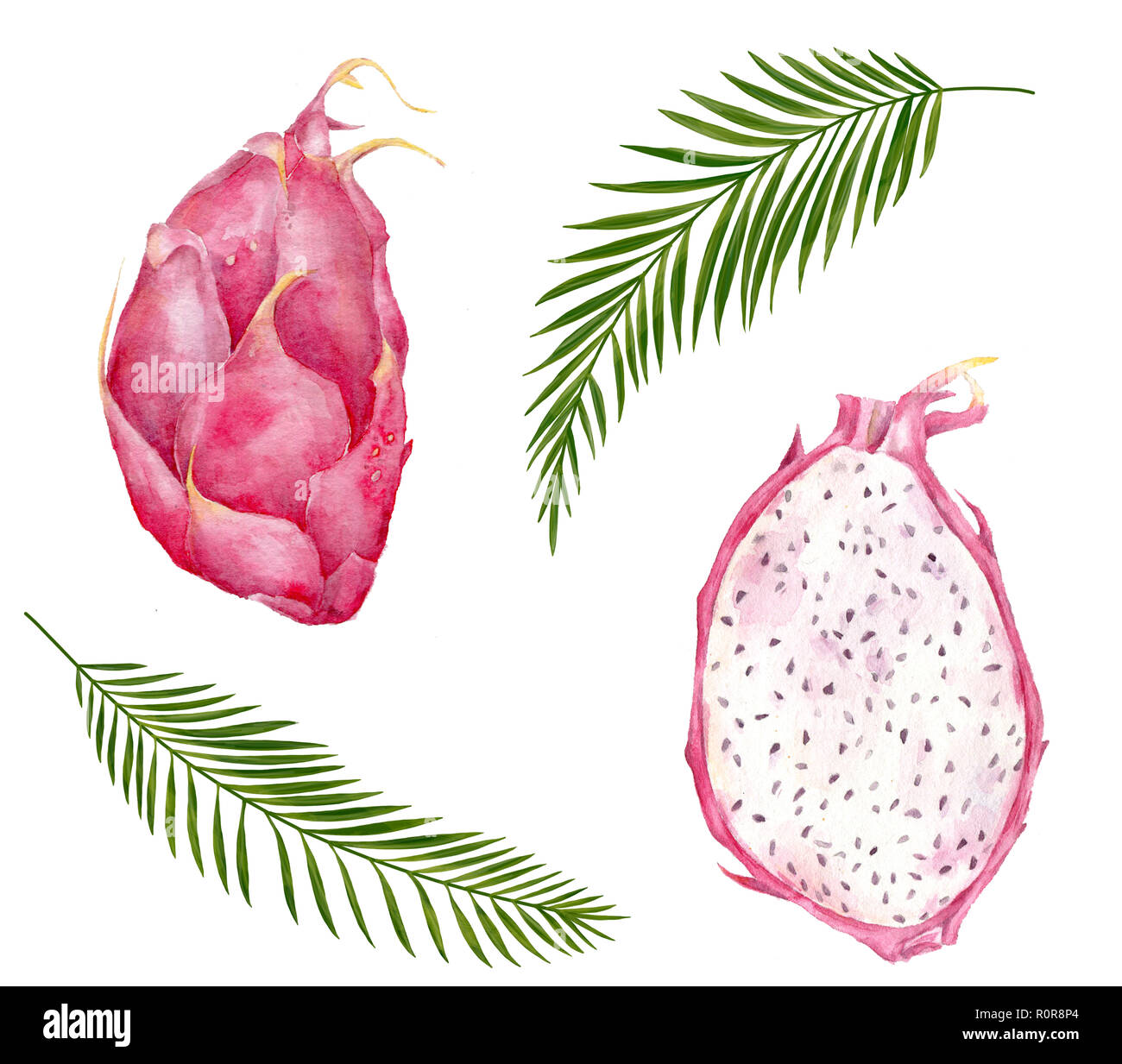 bright juicy tropical dragon fruit watercolor clip art on white ...