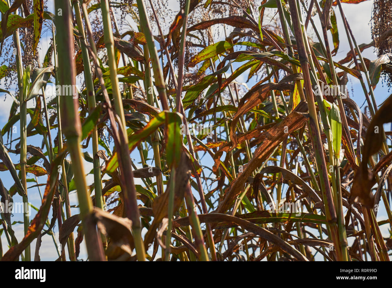 Broomcorn, also known as sorghum, growing in LancasterCounty ...