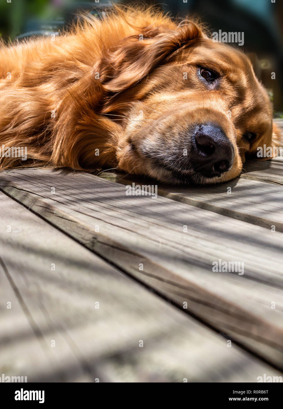 Amorous hi-res stock photography and images - Alamy