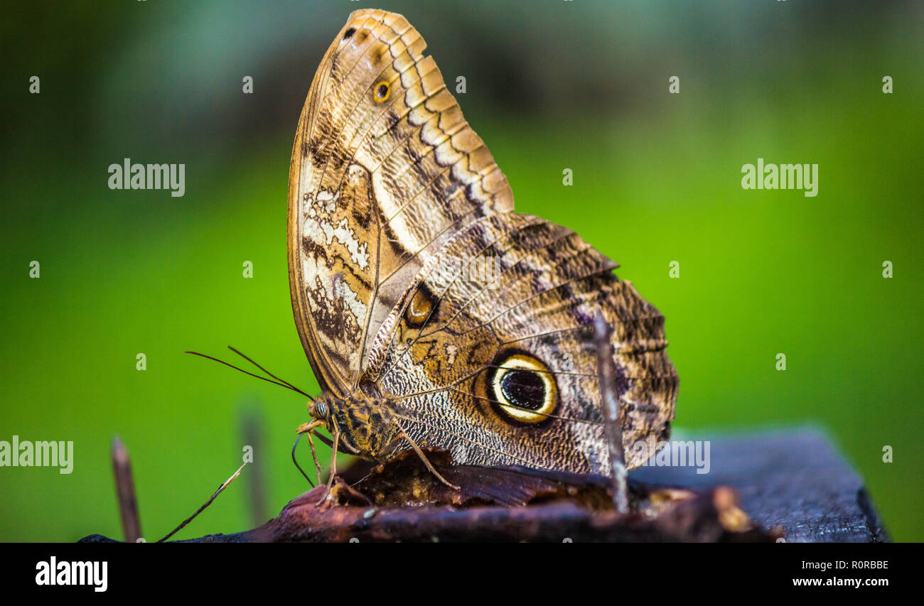Big butterfly or prairie butterfly standing with its eye painted on its ...