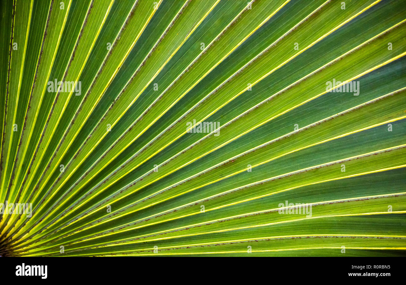 Parallel leaf veins hi-res stock photography and images - Alamy