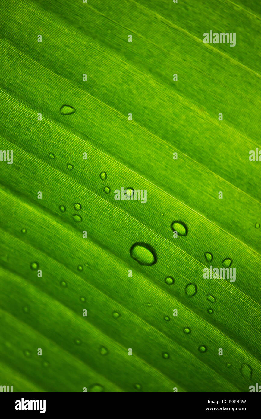 Plants folliage hi-res stock photography and images - Alamy