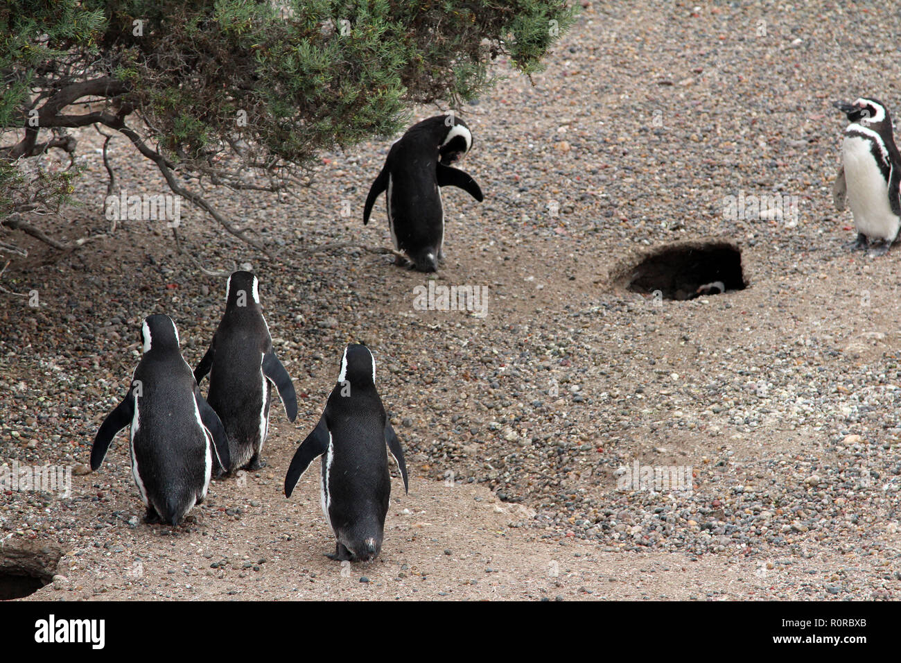 Waddle of Magellanic penguins on shore, Punta Tombo, Argentina Stock ...